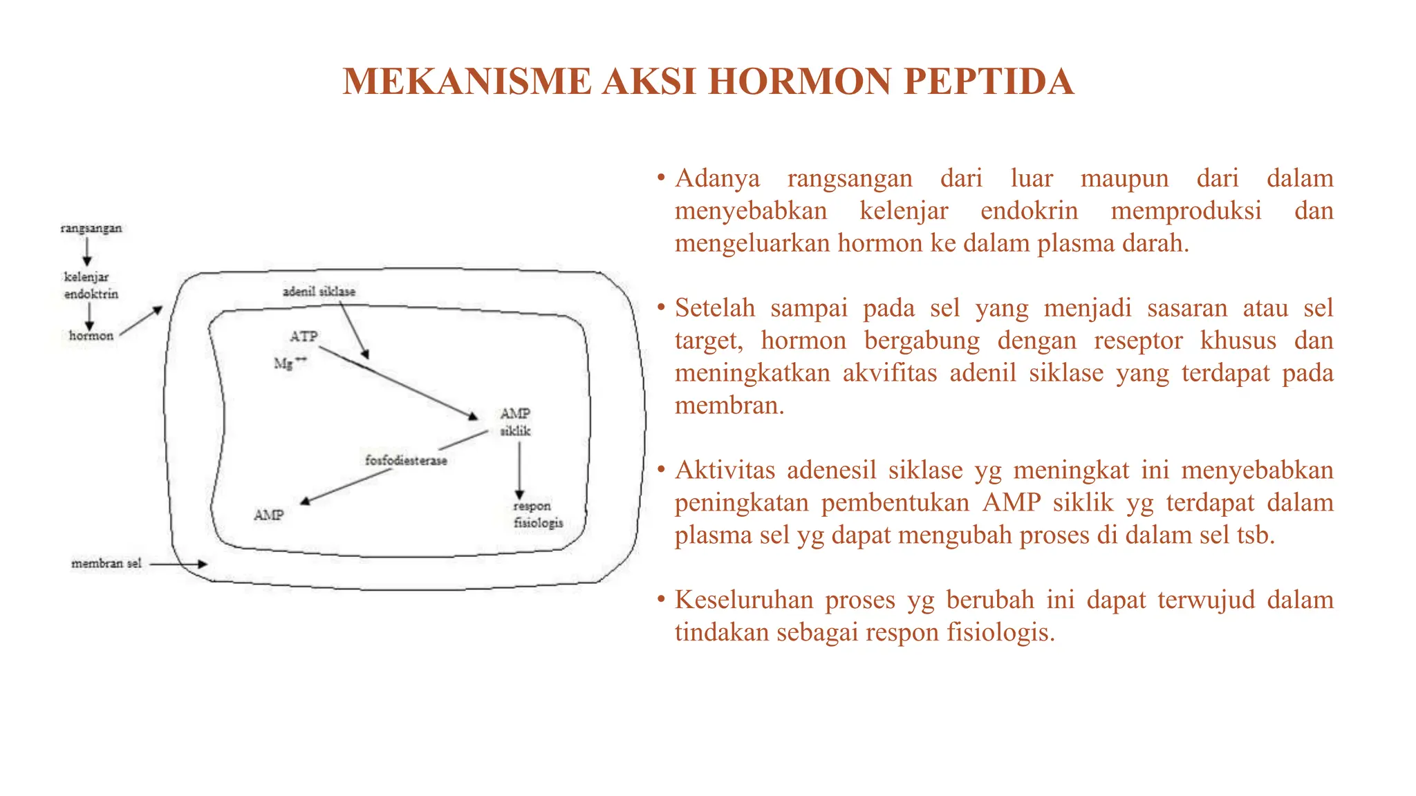 Kelompok 3_Materi Hormon Fisiologi Hewan.pptx