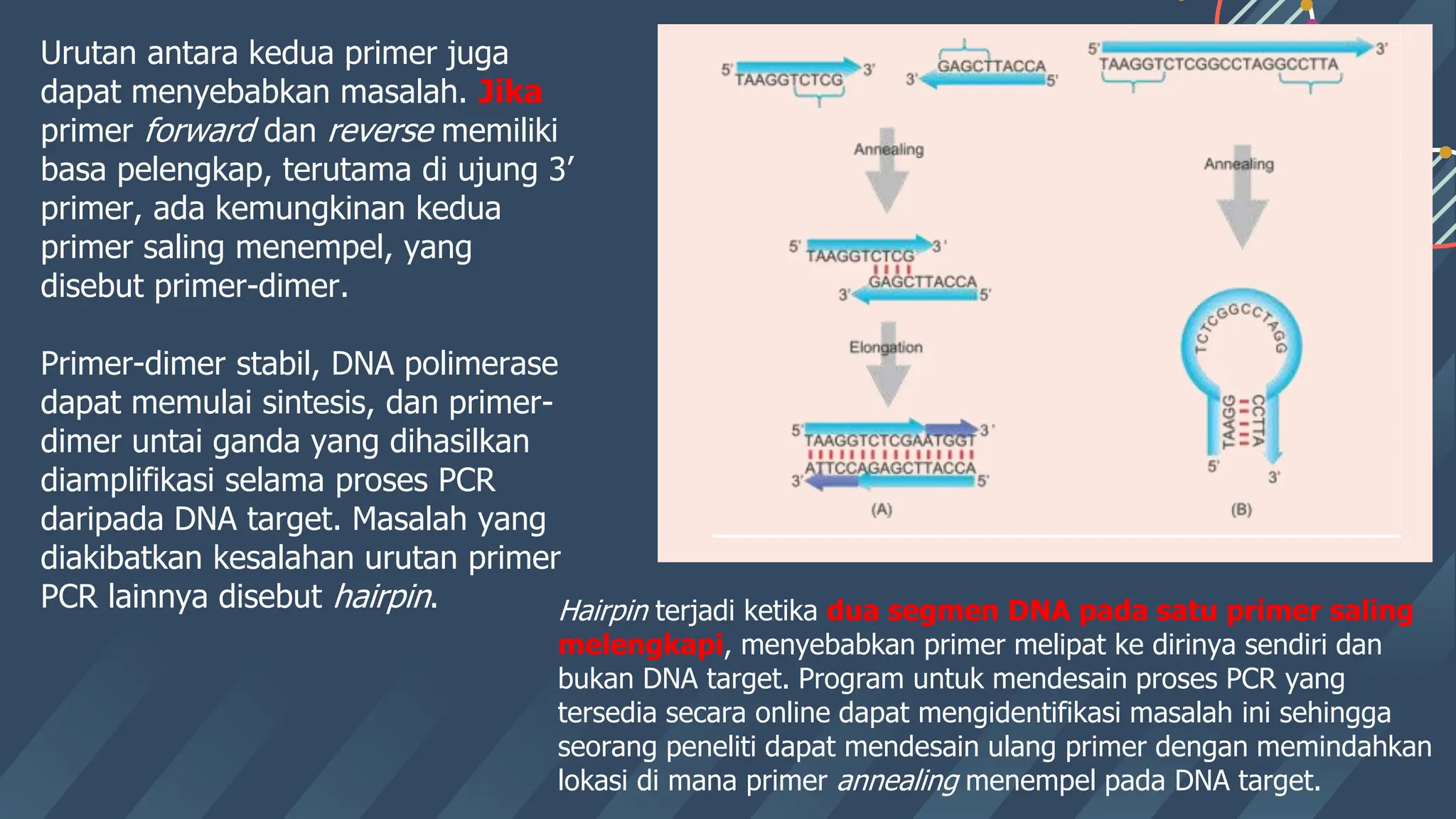 KELOMPOK 3 PRIMER.pptx