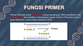 KELOMPOK 3 PRIMER.pptx
