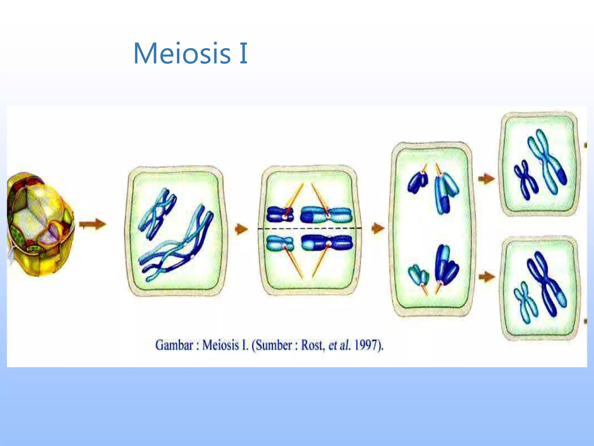 Anatomi Tumbuhan - Reproduksi Sel | PPTX