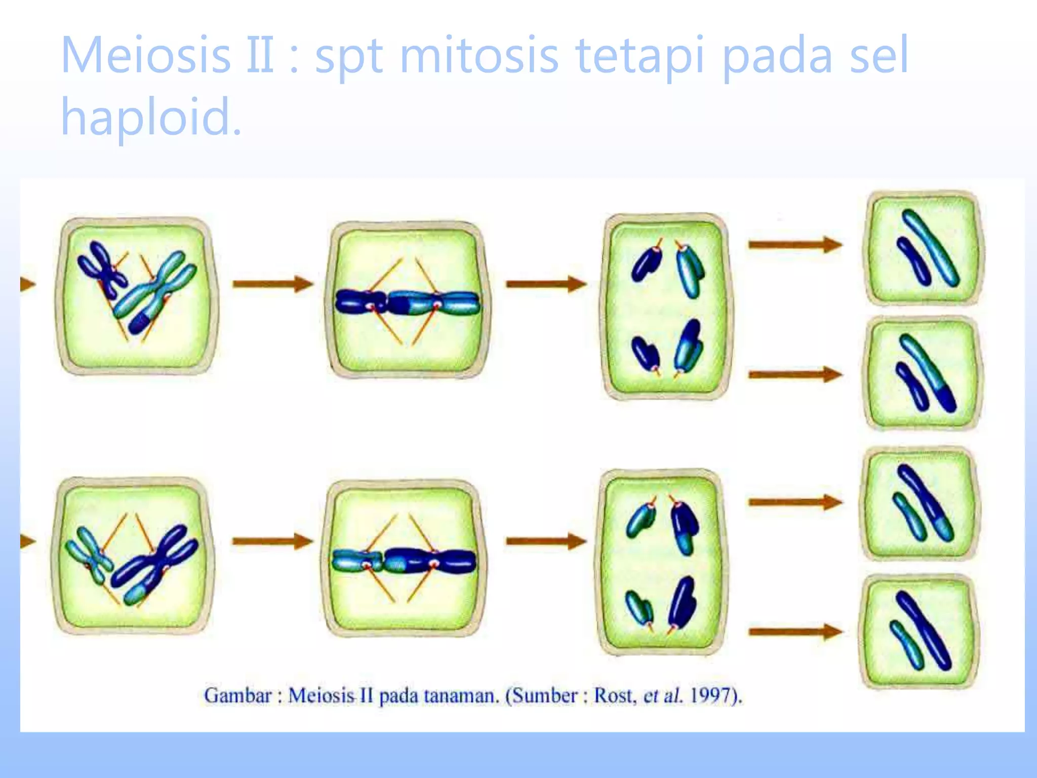 Anatomi Tumbuhan - Reproduksi Sel | PPTX