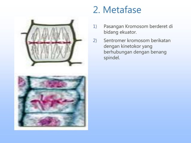 Anatomi Tumbuhan - Reproduksi Sel | PPTX