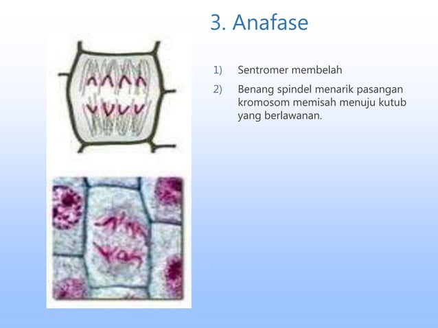 Anatomi Tumbuhan - Reproduksi Sel | PPTX