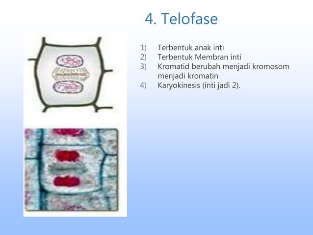 Anatomi Tumbuhan - Reproduksi Sel | PPTX