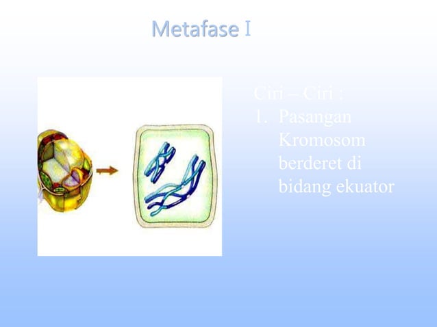 Anatomi Tumbuhan - Reproduksi Sel | PPTX