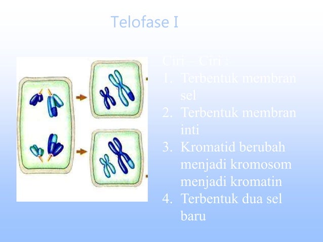 Anatomi Tumbuhan - Reproduksi Sel | PPTX