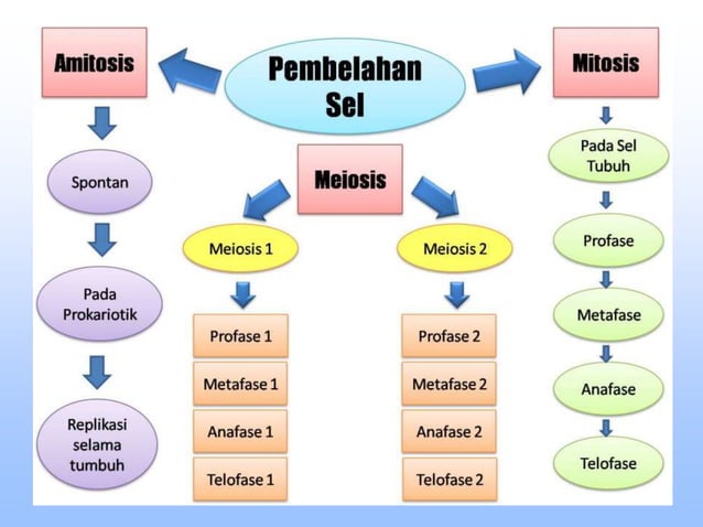 Anatomi Tumbuhan - Reproduksi Sel | PPTX