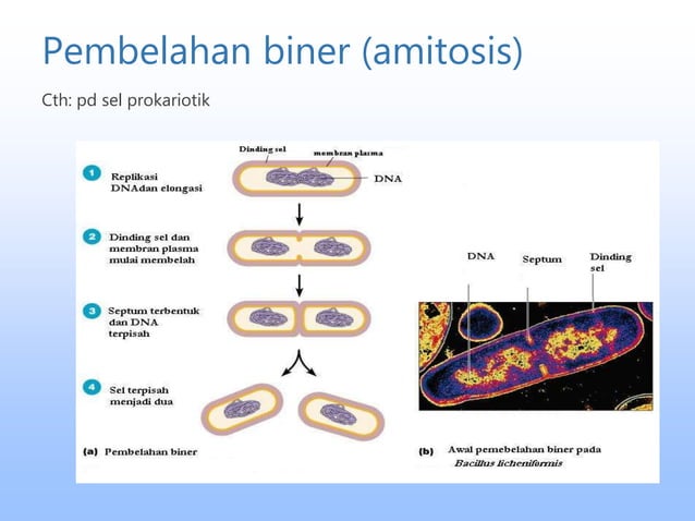 Anatomi Tumbuhan - Reproduksi Sel | PPTX