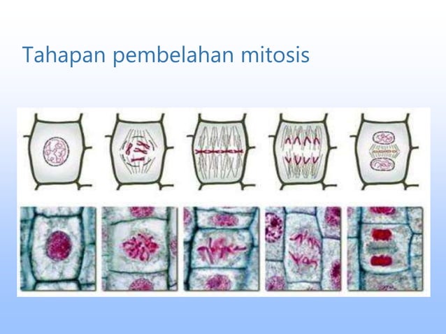 Anatomi Tumbuhan - Reproduksi Sel | PPTX