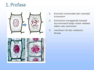 Anatomi Tumbuhan - Reproduksi Sel | PPTX