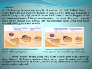 Kelompok 3 (sel) | PPT