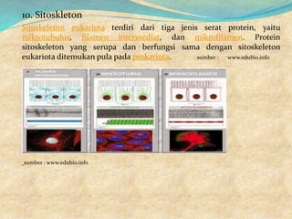 Kelompok 3 (sel) | PPTX