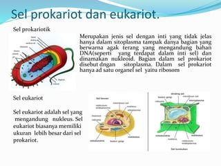 Kelompok 3 (sel) | PPT