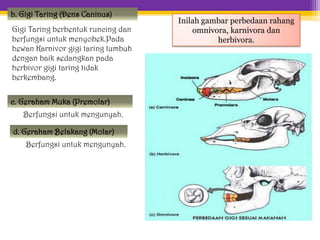 Sistem Pencernaan | PPTX