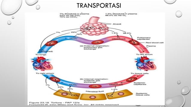 KELOMPOK 3 pkkvtd TRANSPORTASI & PERFUSI.pptx