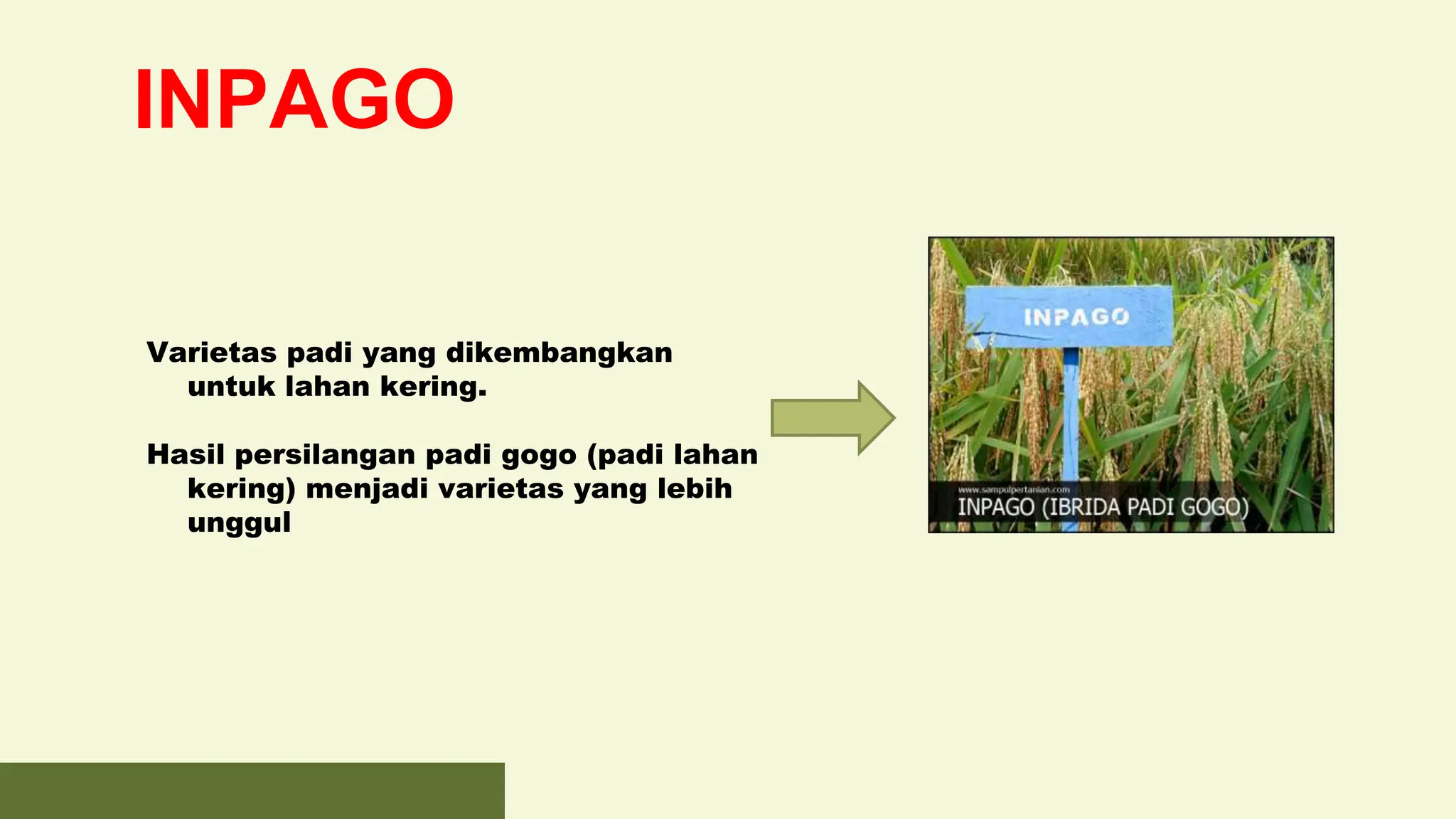 KELOMPOK 3_VARIETAS -VARIETAS PADI-2.pptx