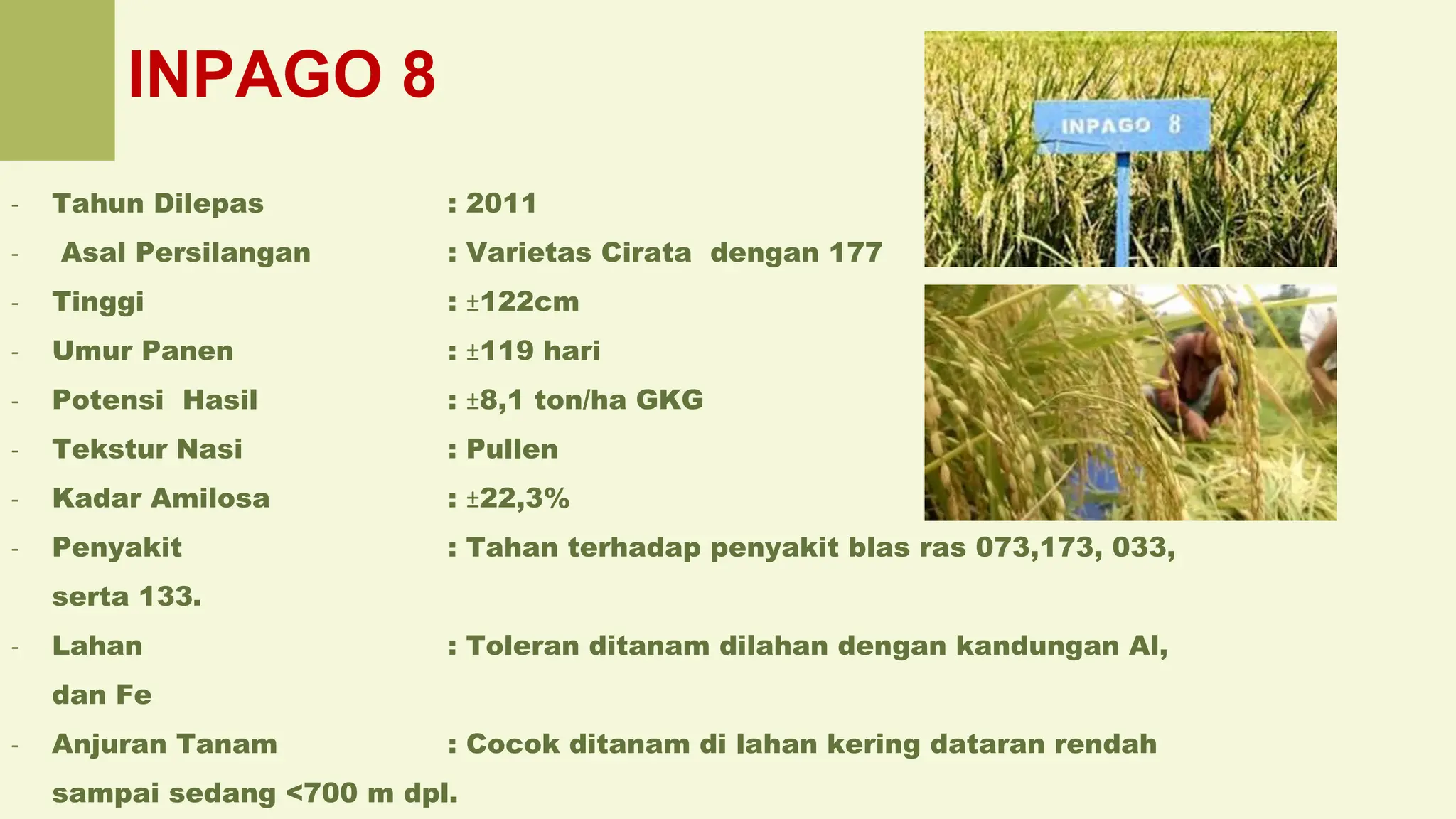 KELOMPOK 3_VARIETAS -VARIETAS PADI-2.pptx