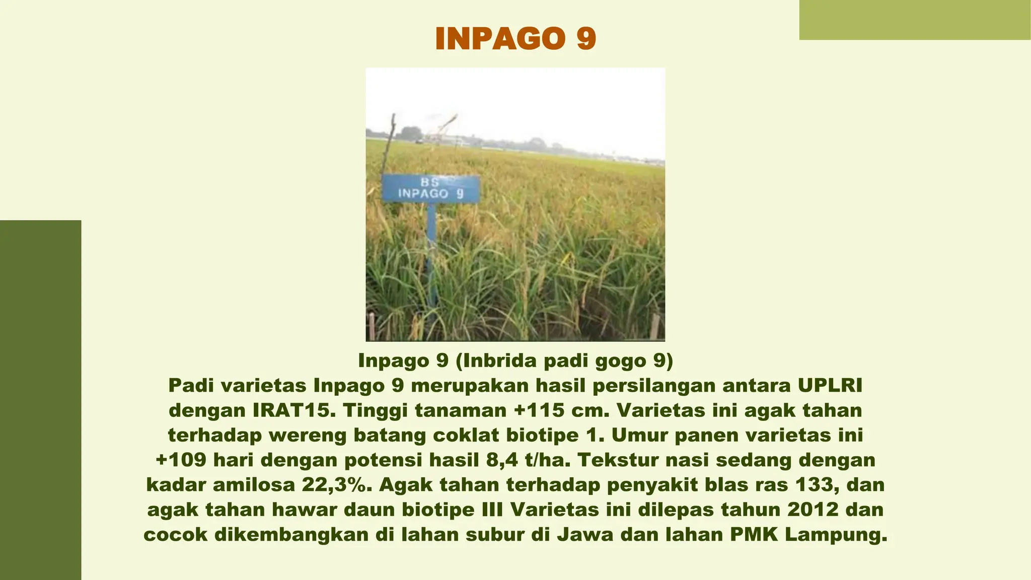 KELOMPOK 3_VARIETAS -VARIETAS PADI-2.pptx