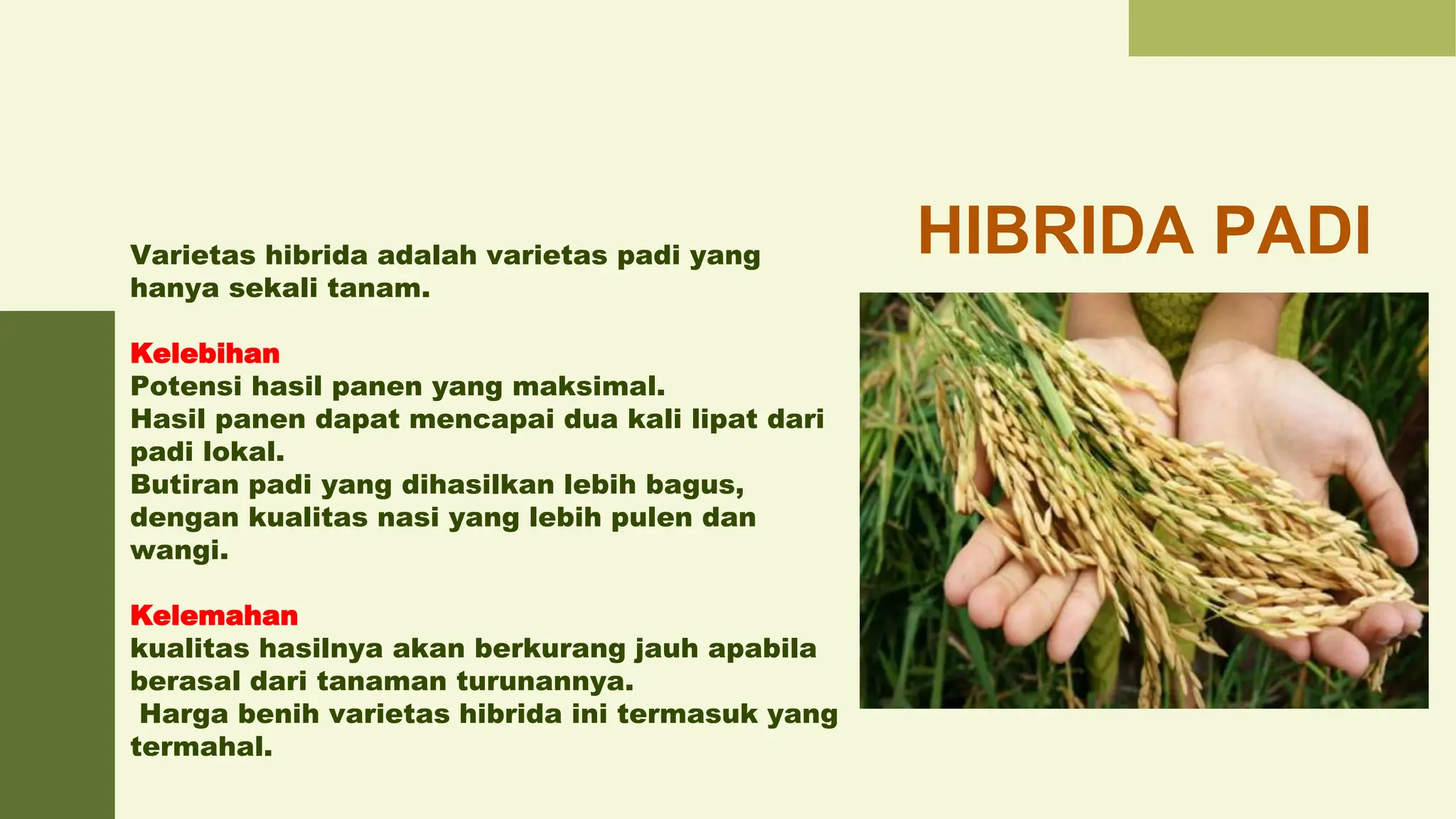 KELOMPOK 3_VARIETAS -VARIETAS PADI-2.pptx