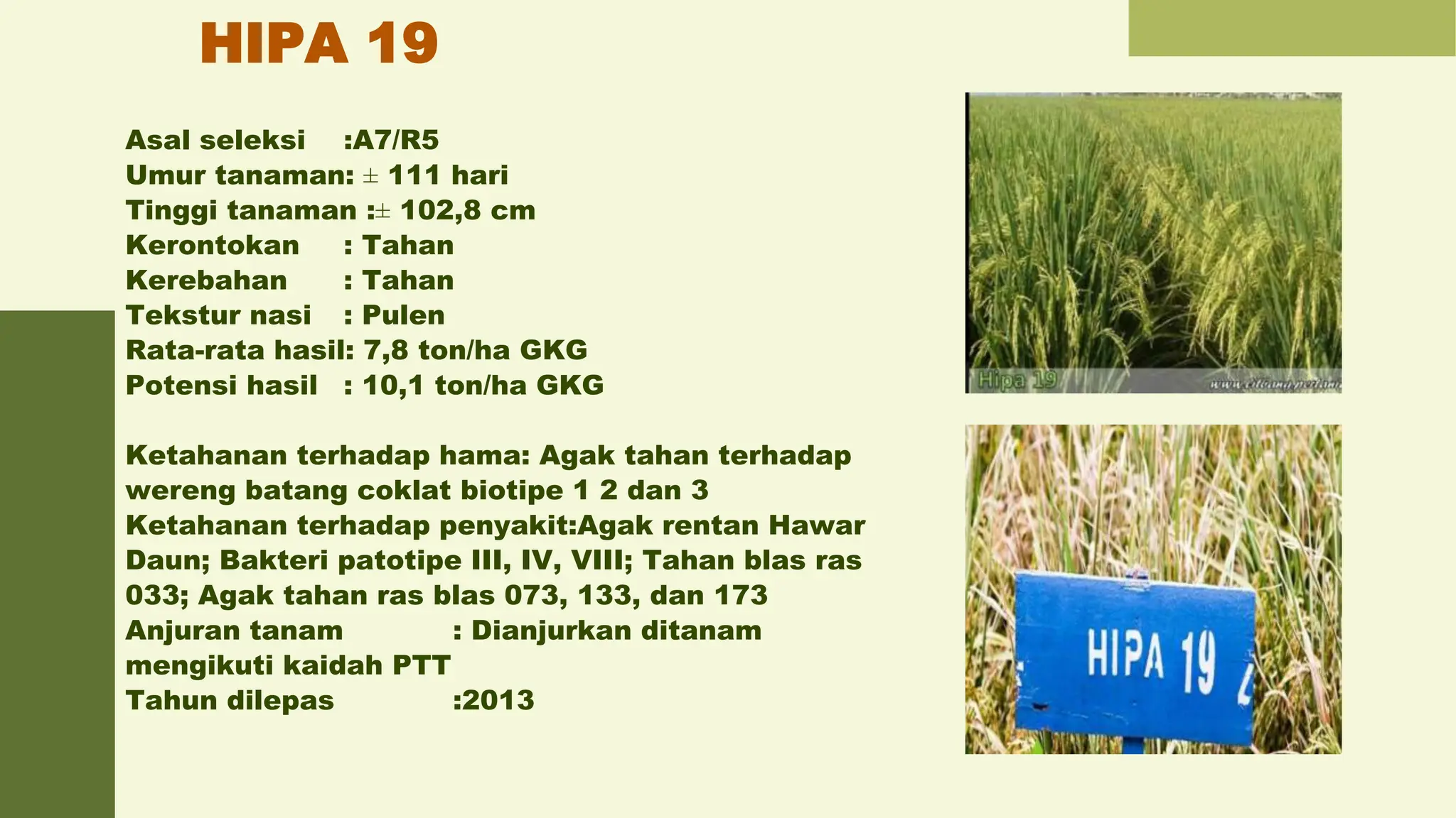 KELOMPOK 3_VARIETAS -VARIETAS PADI-2.pptx