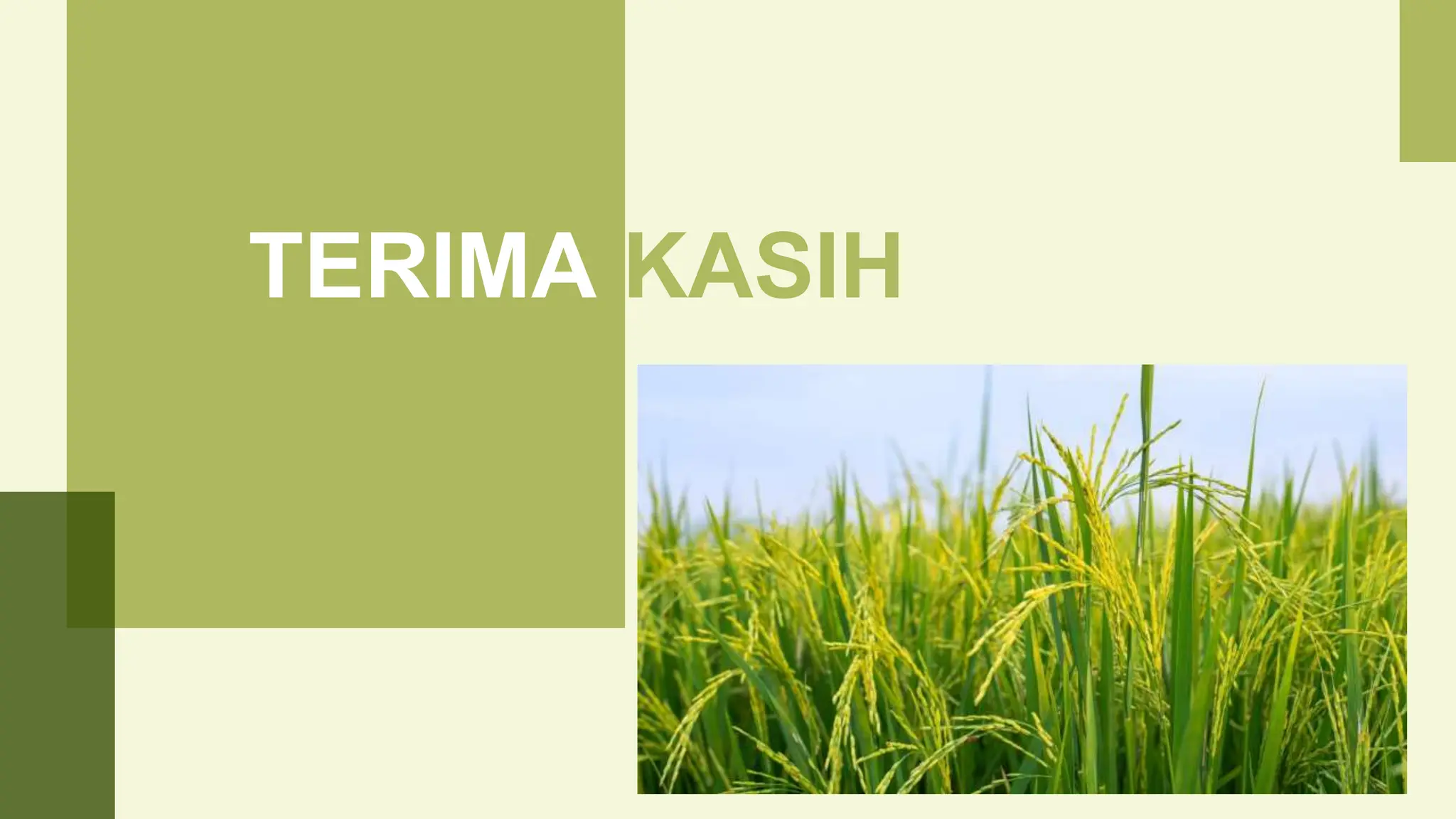 KELOMPOK 3_VARIETAS -VARIETAS PADI-2.pptx