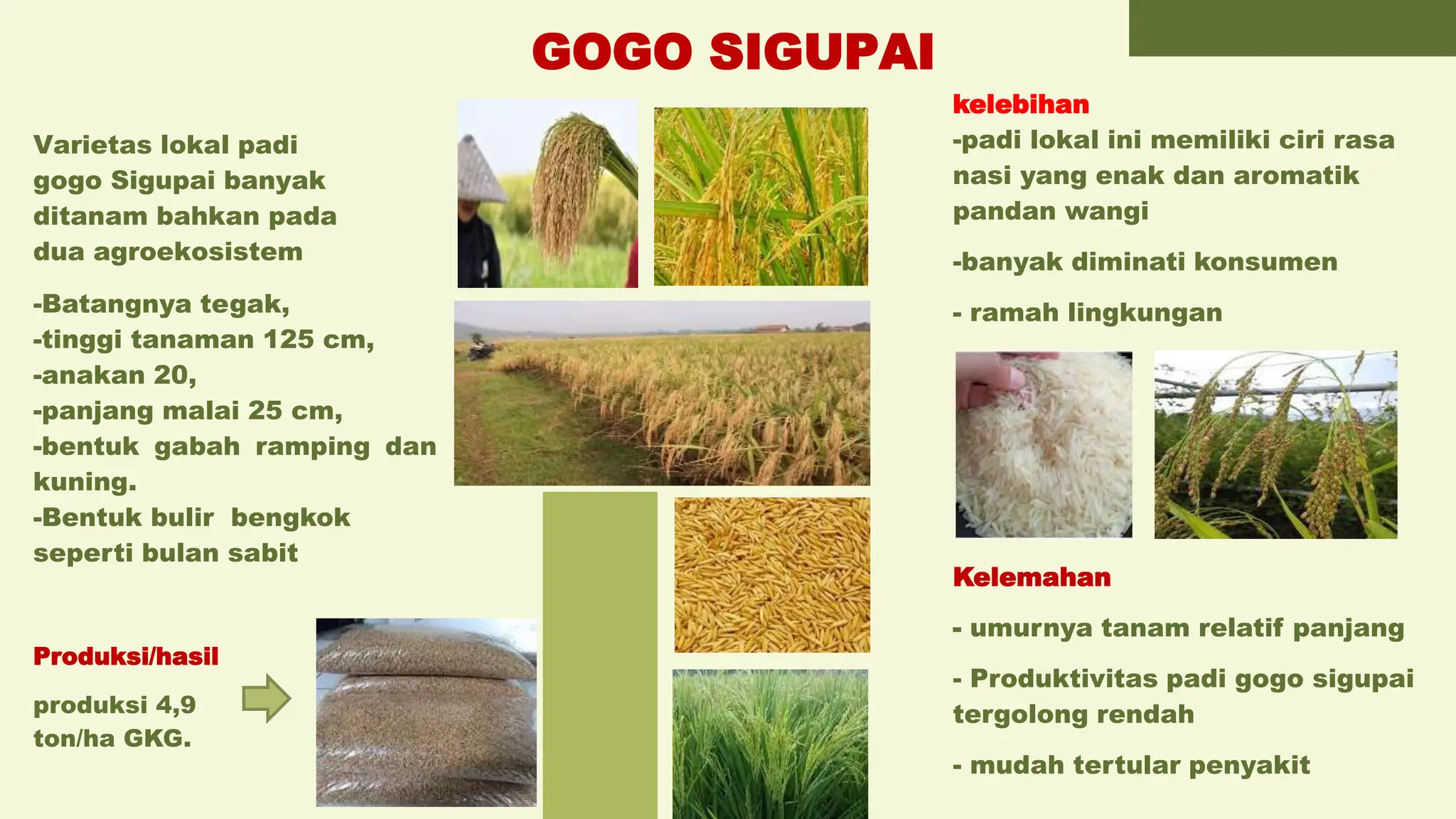 KELOMPOK 3_VARIETAS -VARIETAS PADI-2.pptx