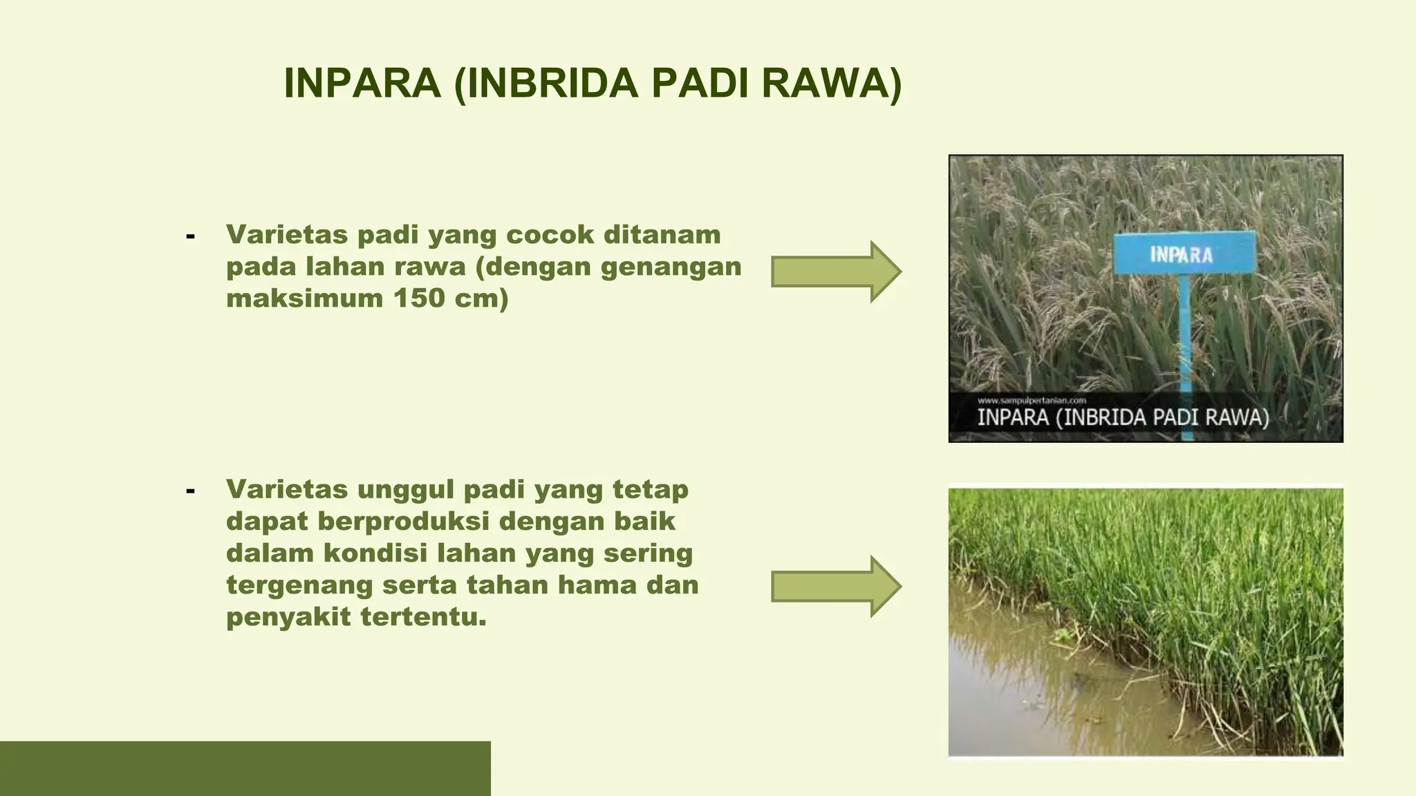 KELOMPOK 3_VARIETAS -VARIETAS PADI-2.pptx