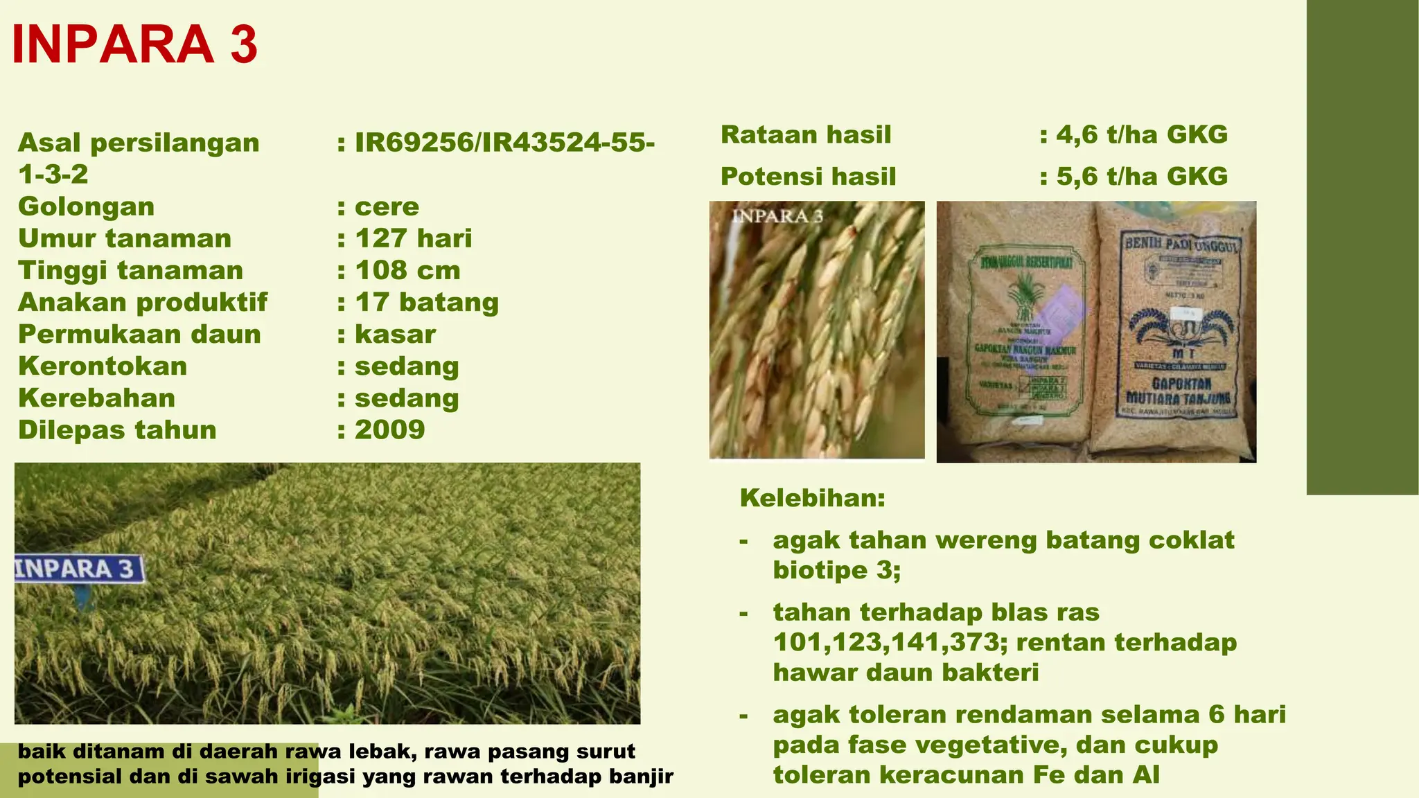 KELOMPOK 3_VARIETAS -VARIETAS PADI-2.pptx