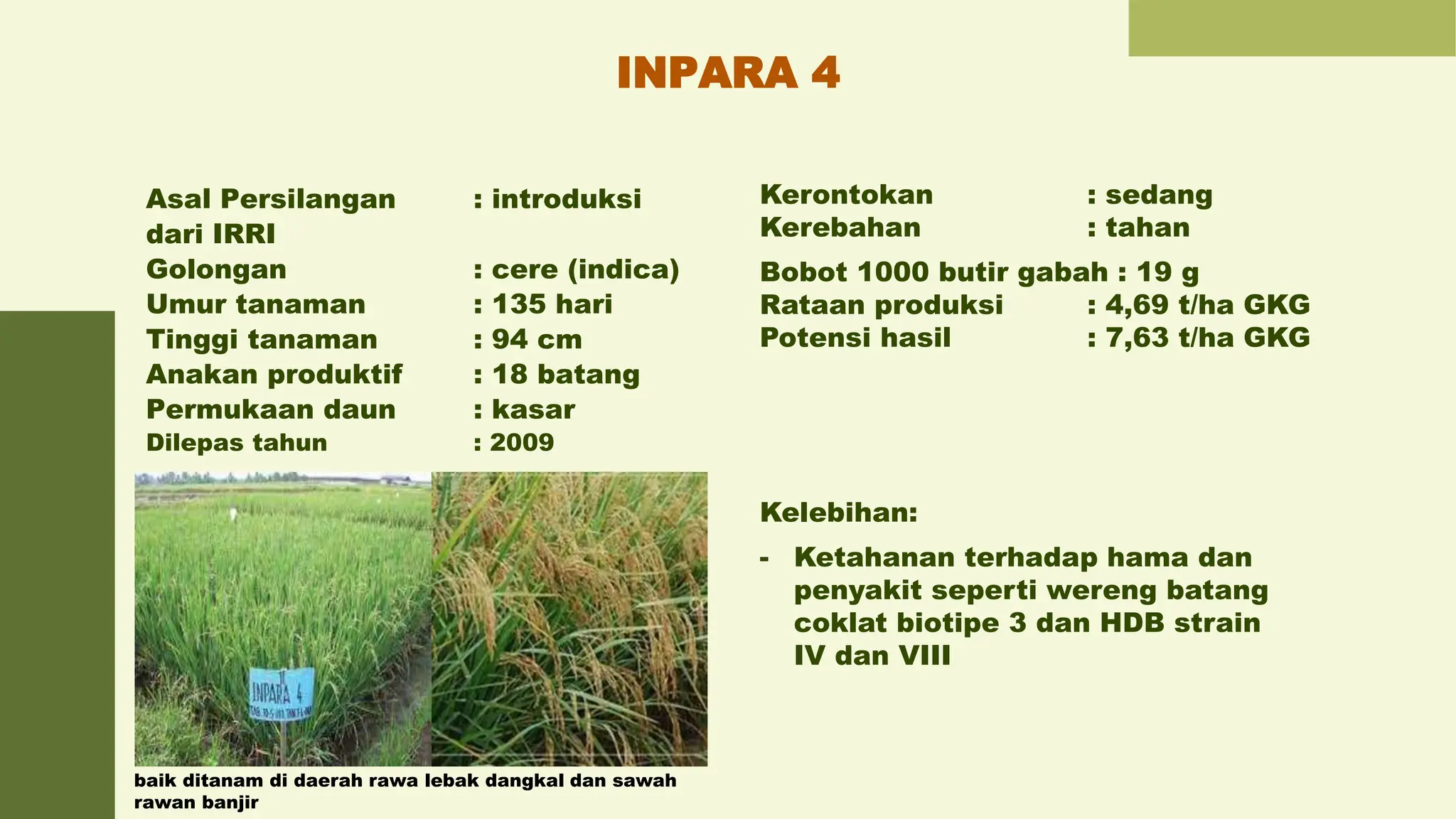 KELOMPOK 3_VARIETAS -VARIETAS PADI-2.pptx