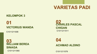 KELOMPOK 3_VARIETAS -VARIETAS PADI-2.pptx
