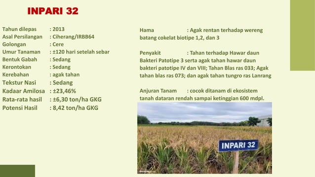 KELOMPOK 3_VARIETAS -VARIETAS PADI-2.pptx