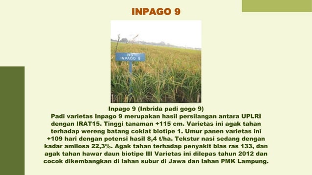 KELOMPOK 3_VARIETAS -VARIETAS PADI-2.pptx