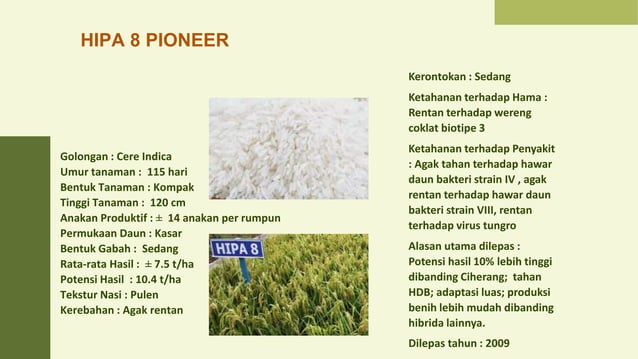 KELOMPOK 3_VARIETAS -VARIETAS PADI-2.pptx