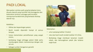 KELOMPOK 3_VARIETAS -VARIETAS PADI-2.pptx