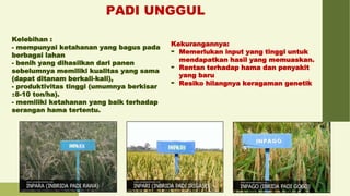 KELOMPOK 3_VARIETAS -VARIETAS PADI-2.pptx