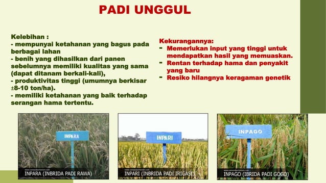 KELOMPOK 3_VARIETAS -VARIETAS PADI-2.pptx