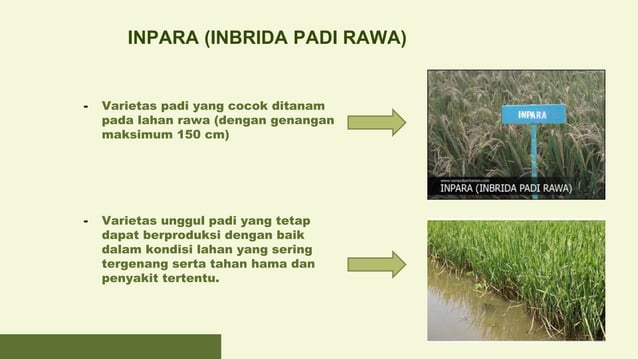 KELOMPOK 3_VARIETAS -VARIETAS PADI-2.pptx