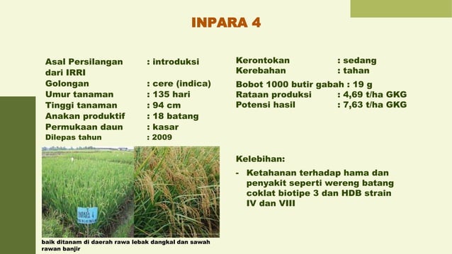 KELOMPOK 3_VARIETAS -VARIETAS PADI-2.pptx