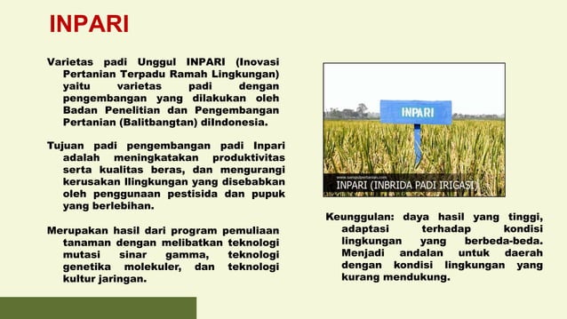 KELOMPOK 3_VARIETAS -VARIETAS PADI-2.pptx