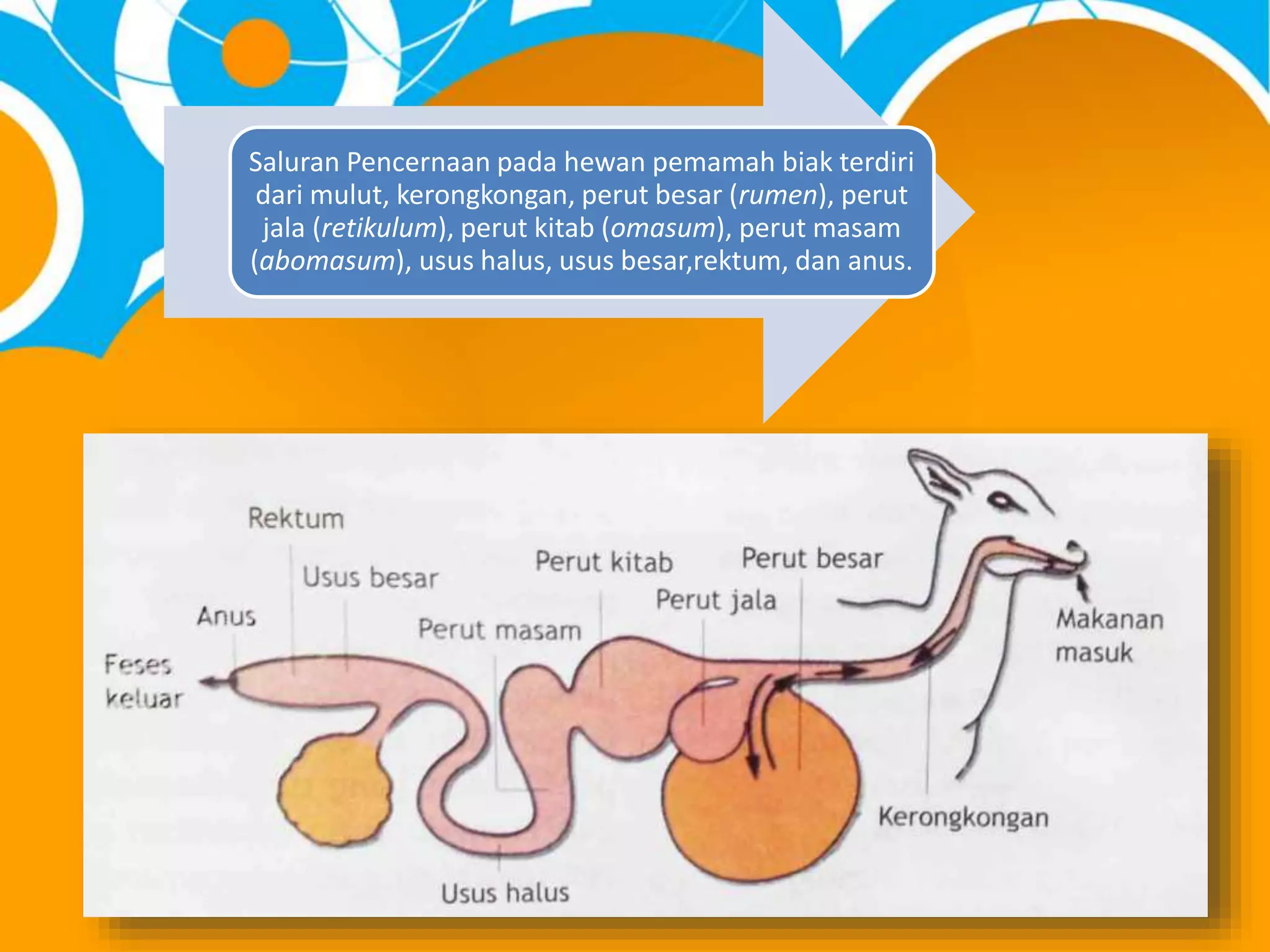Biologi "Makanan dan Sistem Pencernaan" | PPTX