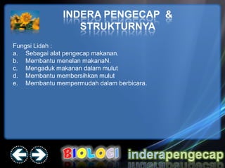 indera pengecap | PPT