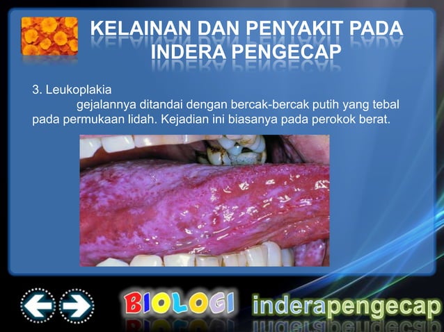 indera pengecap | PPT