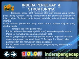 indera pengecap | PPT