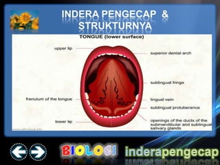 indera pengecap | PPT