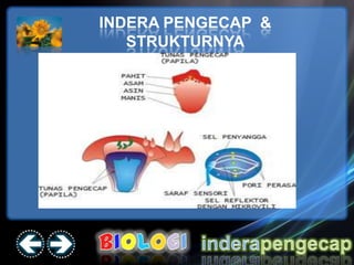 indera pengecap | PPT