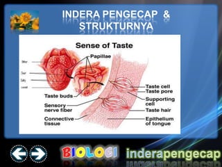 indera pengecap | PPT