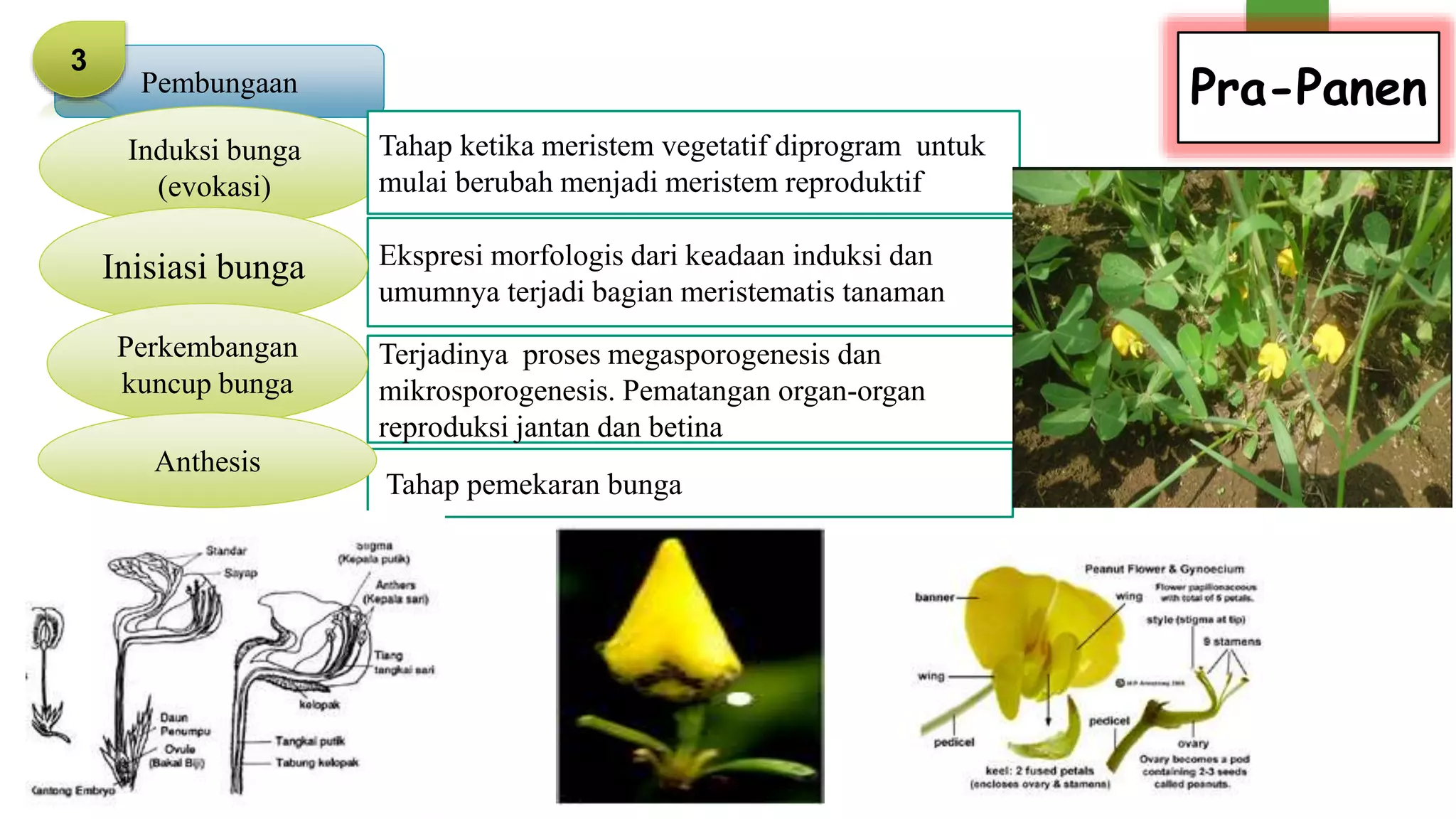 Biokimia Pangan (Tanaman Kacang-kacangan) | PPTX