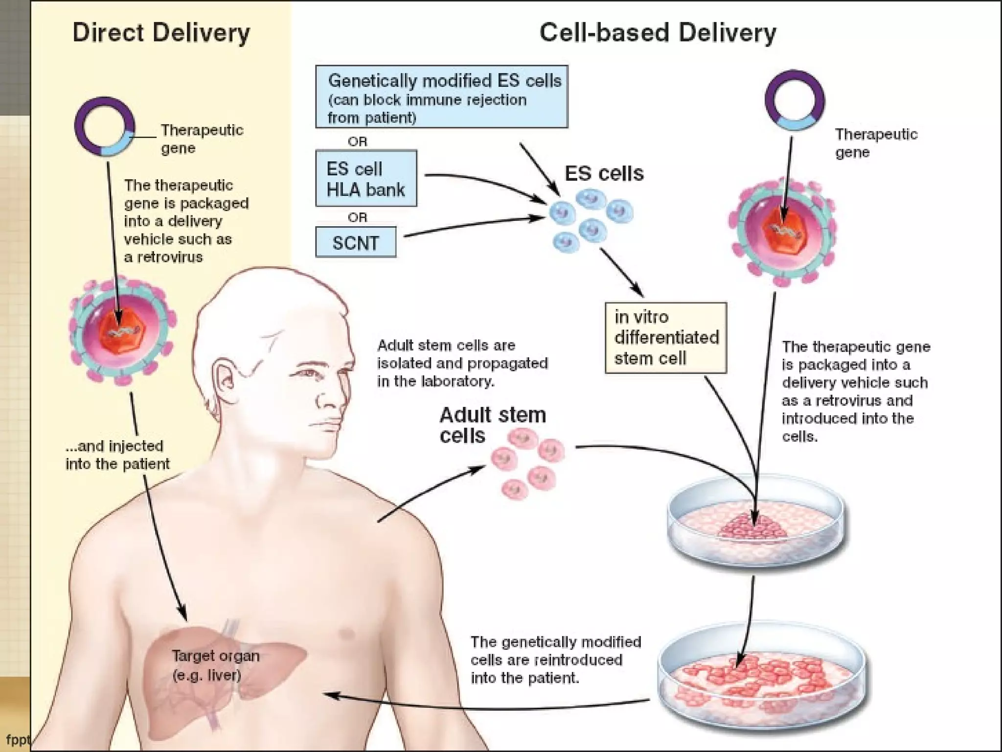 Kelompok 4b sel punca stem cell | PPT