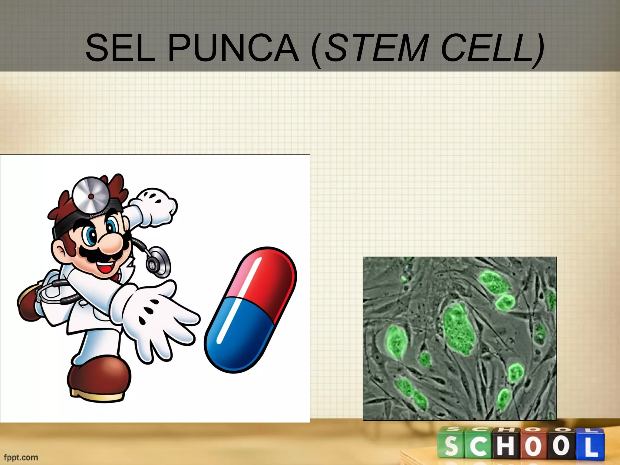 Kelompok 4b sel punca stem cell | PPT