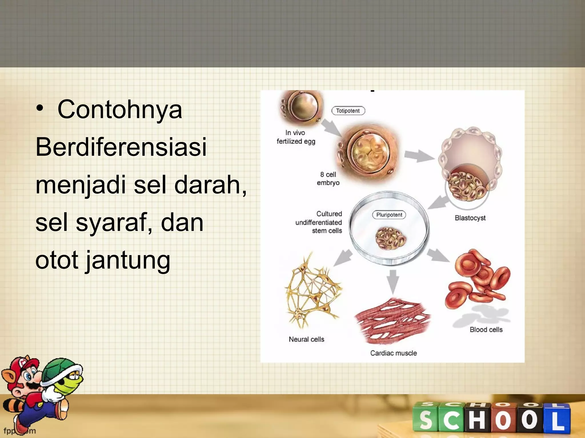Kelompok 4b sel punca stem cell | PPT